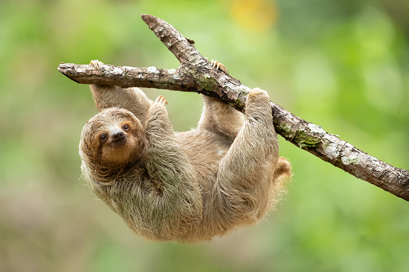 DrMAnagnostou - Policing Insight